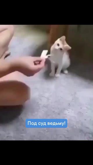 Клипы Милый Котик