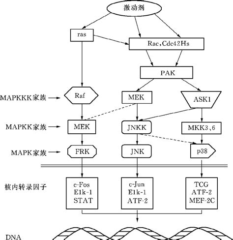 丝裂原激活蛋白激酶分子医学导论挂云帆