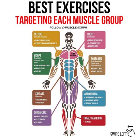 Best Exercises Targeting Each Muscle Group Musclemorph
