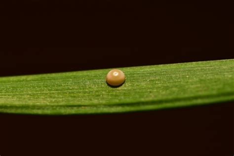 줄점팔랑나비 알 애벌레 번데기 네이버 블로그