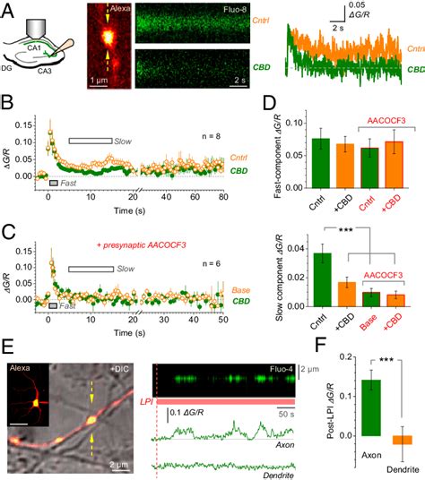Presynaptic Ca 2 Rise Is Inhibited By Cbd Or By Presynaptic