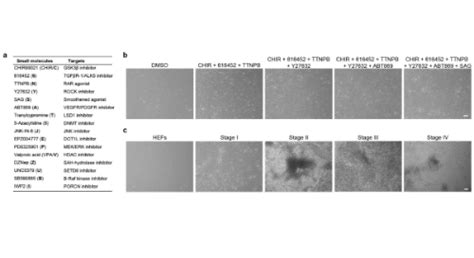 其他产品文献发表 翌圣生物其他产品发表文献 翌圣生物其他产品SCI文献 翌圣生物