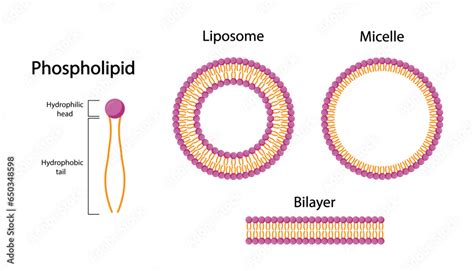 Liposome Micelle And Bilayer Structure Phospholipid With Hydrophilic