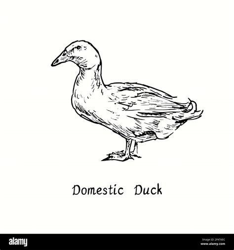 Domestic Duck Side View Ink Black And White Doodle Drawing In Woodcut