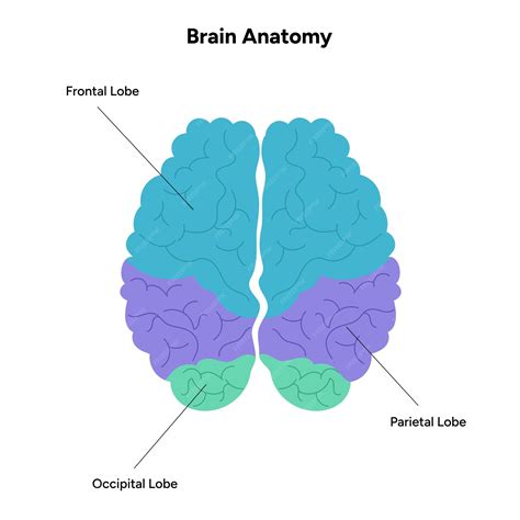 Premium Vector Brain Anatomy Areas Parts Functions Cerebral Cortex