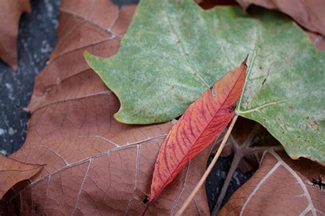 Astuces pour ramasser les feuilles mortes Clinique chiropratique à Hull