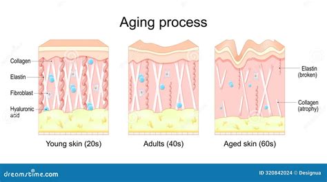 Aging Process In The Skin Stock Vector Illustration Of Process 320842024