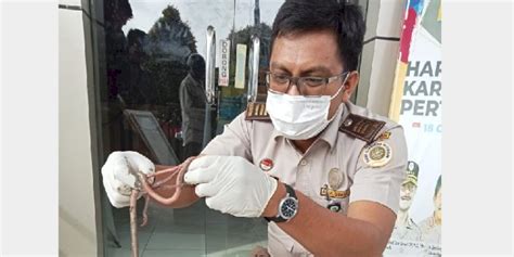 Bahan Pakan Ternak Dan Umpan Mancing Cacing Nipah Sumut Tembus Pasar