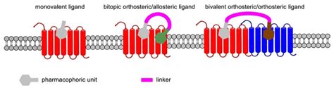 Bivalent Ligands For Gpcrs