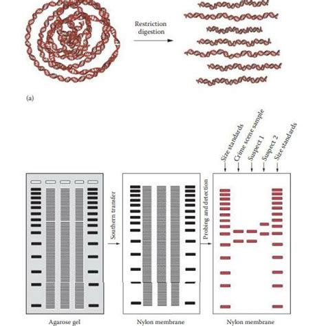 rflp a restriction digestion generates restriction fragments with