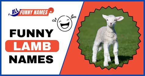Funny Lamb Names 450 Quirky Suggestions For Your Lambs