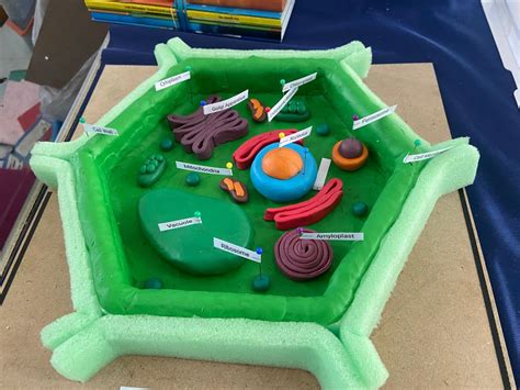 How To Create 3d Plant Cell And Animal Cell Models For Science Class
