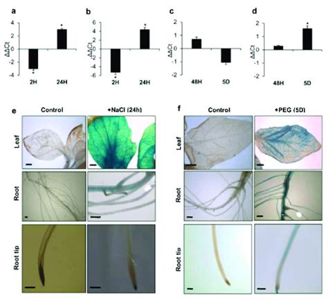 Slarf4 Expression In Response To Salt And Drought Stresses Gene