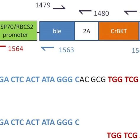 The Overexpression Vector Pchlamy4 Crbkt V5h Half Arrows Represent