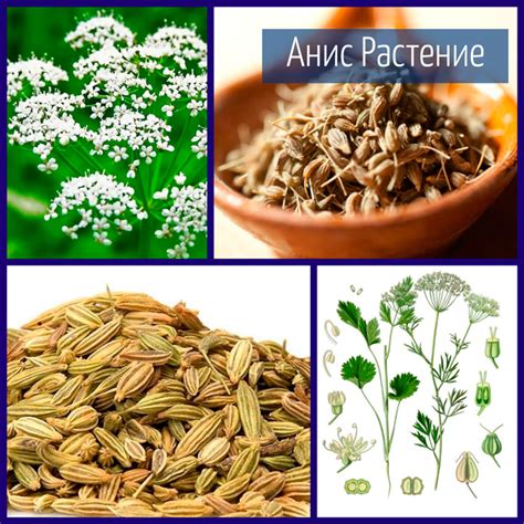 Бадьян применение в кулинарии