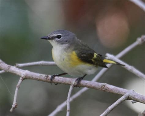 American Redstart Birdspix