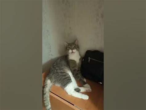 кот философ - YouTube