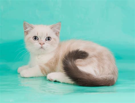 Intensity питомник кошек в Санкт Петербурге