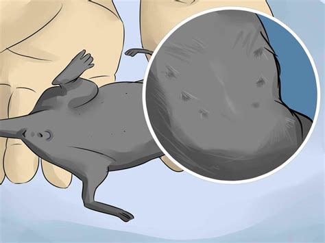 Is My Female Mouse Gay Why Is My Mouse Humping My Other Mice