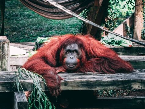 Que Tipo De Sex Toy VocÊ É La Dolceta Doceria Erótica Quizur