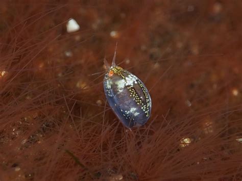 甲殻類フォトアルバム ホテイヨコエビ科の一種 CYPROIDEIDAE sp