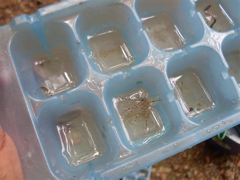Urban Science Adventures © Wordless Wednesday Water Quality