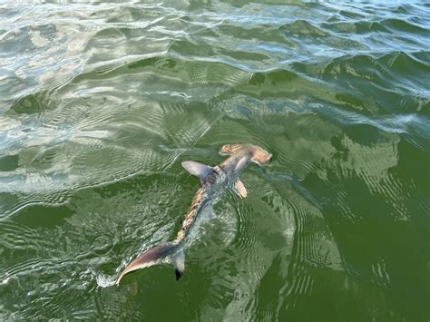 New Hammerhead Shark Breeding Area Discovered In Galápagos Galápagos