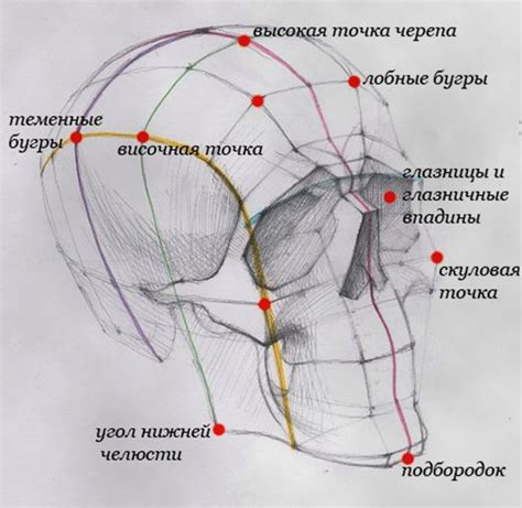 Как нарисовать голову человека поэтапно карандашом Пропорции головы