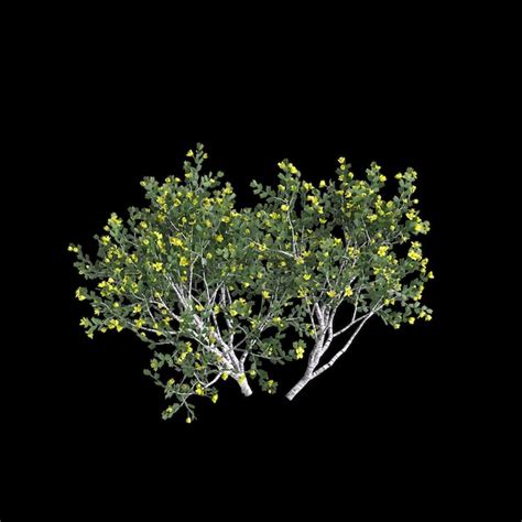 Creosote Images Free Download On Freepik