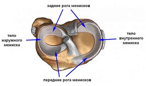 Коленный сустав: анатомия и физиология. Кости, связки, мышцы