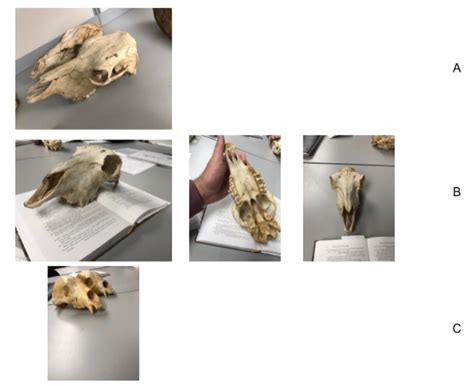 Skull Diagram Quizlet