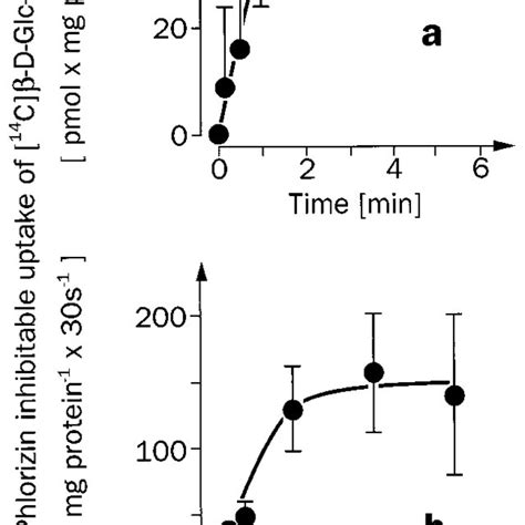 14 C D Glc Ipm Uptake Into Suspended Human Carcinoma T84 Cells