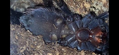 Is It Possible To Sex This Tarantula From This Angel Rtarantulas Is It Possible To Sex This Tarantula From This Angel Rtarantulas