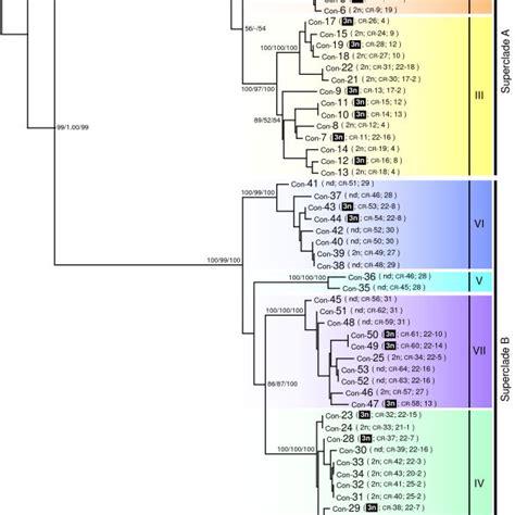 Maximum Likelihood Ml Tree Based On The Concatenated Sequences Of The