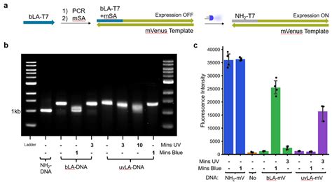Bla And Uvla Mvenus Dna Under Different Illumination Conditions A