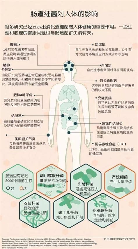一图读懂┃肠道细菌对人体的影响 行业动态 艾迪康医学检验中心