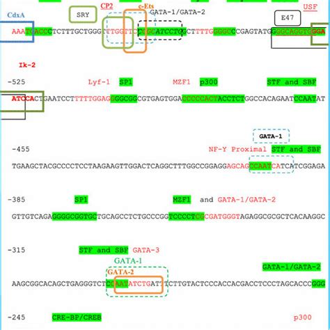 In Silico Transcription Factor Binding Sites Tfbs Analysis Of The