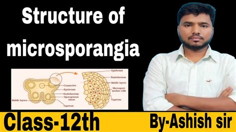 Reproduction In Flowering Plants Structure Of Microsporangia Class