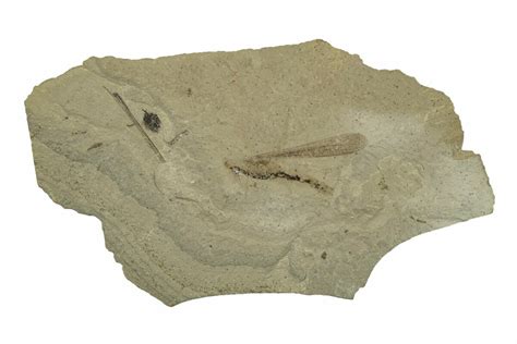 85 Fossil Grasshopper Orthoptera With Gi Trace Colorado 243387