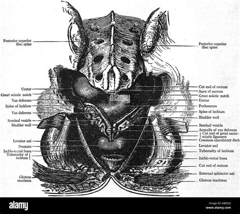 EB1911 Système de reproduction dans l anatomie de la vessie prostate