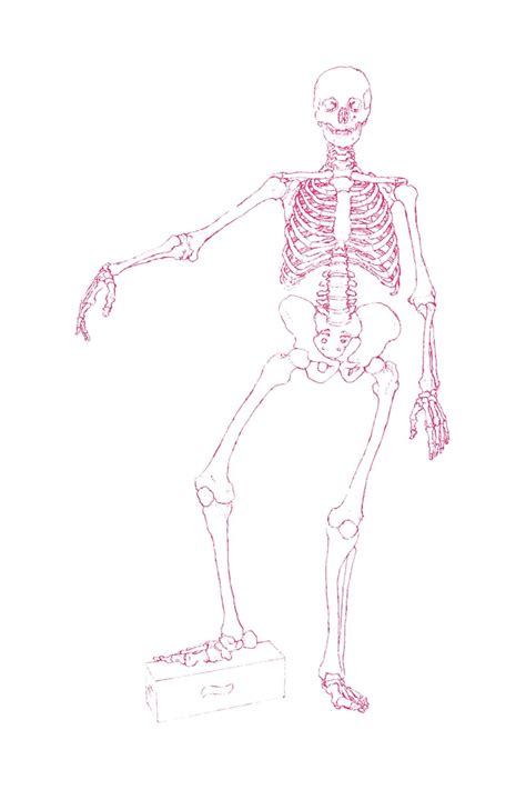 Dibujo De Anatomía Estructura ósea Humana Sistema Esquelético Dibujo