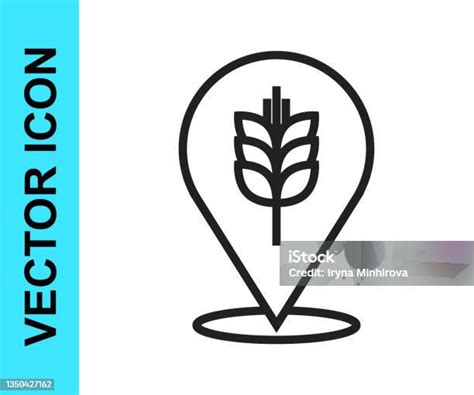 쌀 밀 옥수수 귀리 호밀 보리 아이콘이 흰색 배경에 고립 된 검은 줄 시리얼 밀 빵 기호의 귀 벡터 가을에 대한 스톡 벡터 아트 및 기타 이미지 Istock