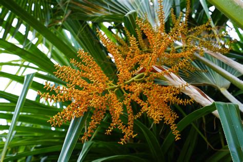 Division Of Forestry And Wildlife Forestry Program Loulu