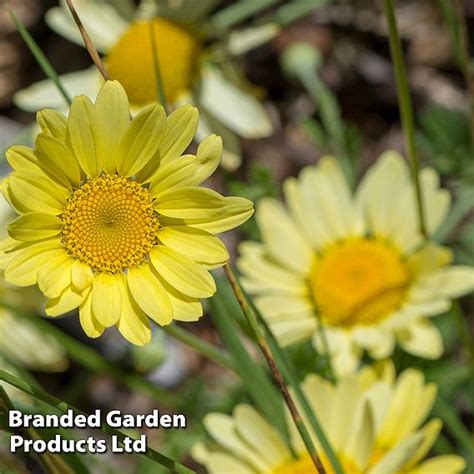 Anthemis Tinctoria E C Buxton Suttons