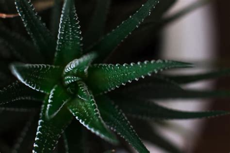 Suculentas Principais Tipos E Cuidados Para Cultivo Jardins