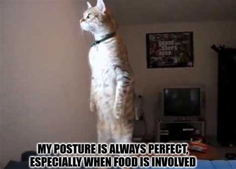 91 Funny Standing Cat Meme Ideas