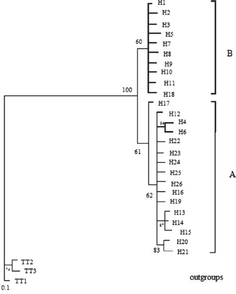 Bayesian Tree Based On Gtrg Model Of The Himalayan Snowcock T Download Scientific Diagram