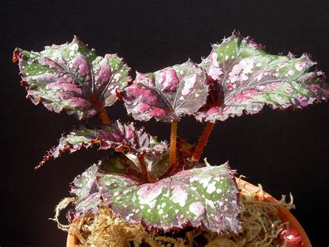 Begonia Rex Hybrids Cactus Jungle