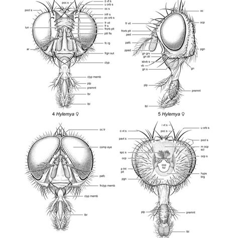 30 35 Heads And Mouthparts Of Adult Flies 30 Anterior View Of Lower