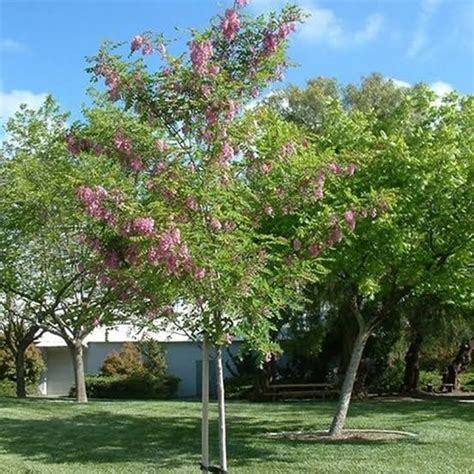 10 Types Of Locust Tree Varieties For Landscaping American Gardener